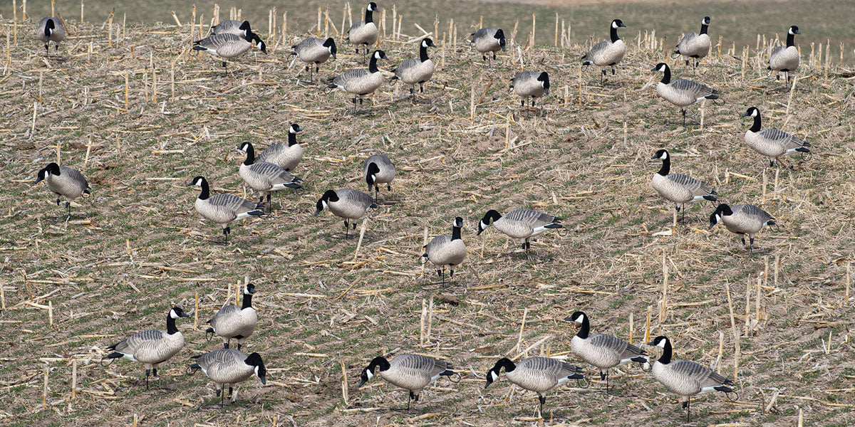 Early Goose Season Problems Solved | Banded Brands