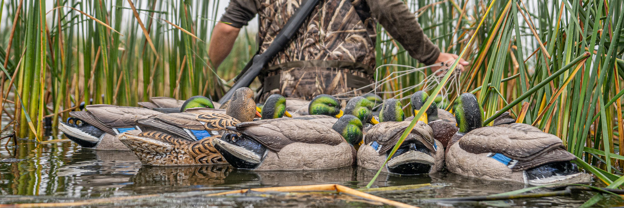 Pursuit: Duck – Banded