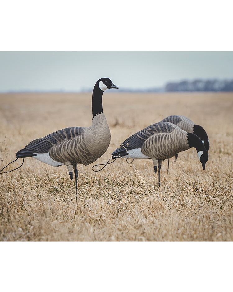 Pro-Flex Full Body-Honker Harvester Pack Decoys – Banded
