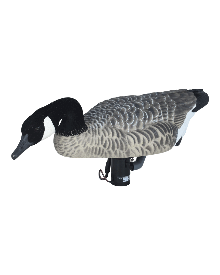 GHG Finisher Swimmer – Canada Goose – Banded