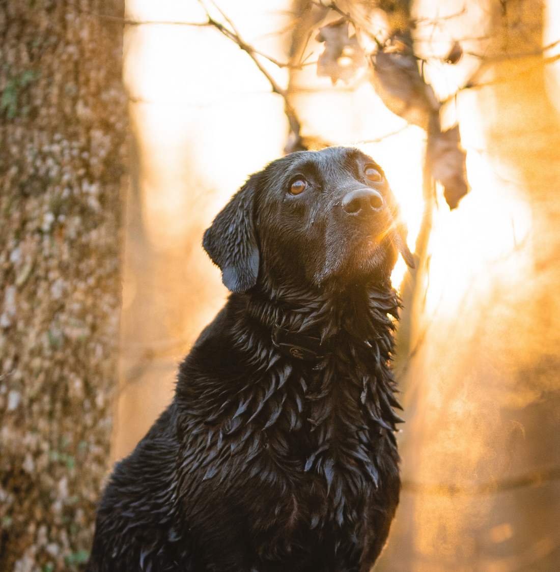 Banded Product Registration