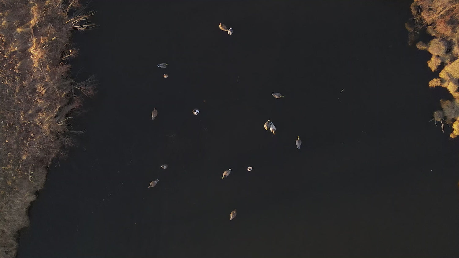 GHG Finisher Spitter Motion Pintail Decoy – Banded